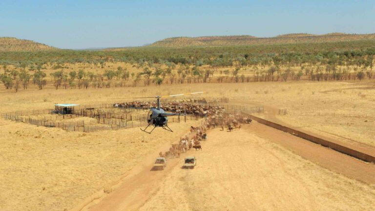NT Helicopter Services | Mustering, Scenic Flights & Aerial Work